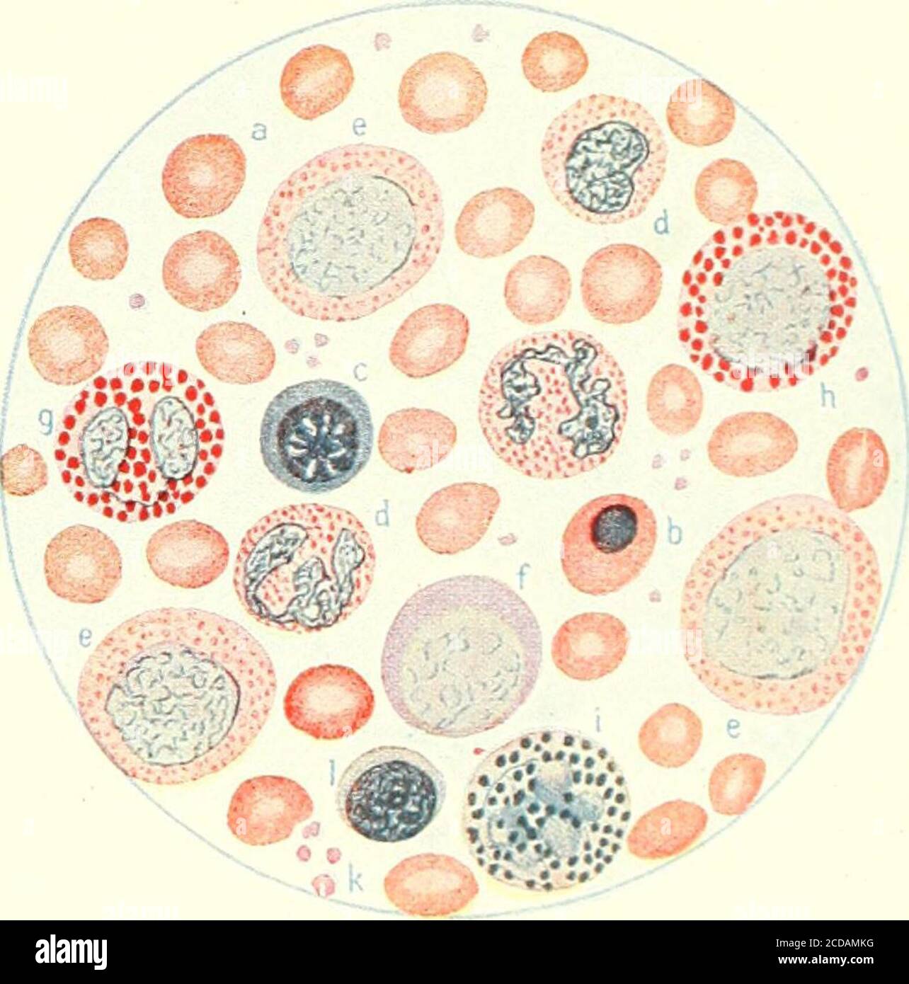 . A text-book of medicine for students and practitioners . %^ m Fig. 3 ...