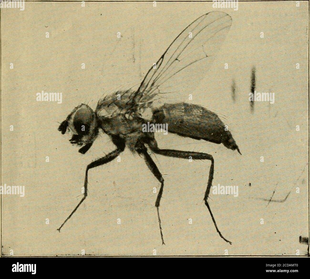 . Insect pests of farm, garden and orchard . 249.—Cabbage root infested ...
