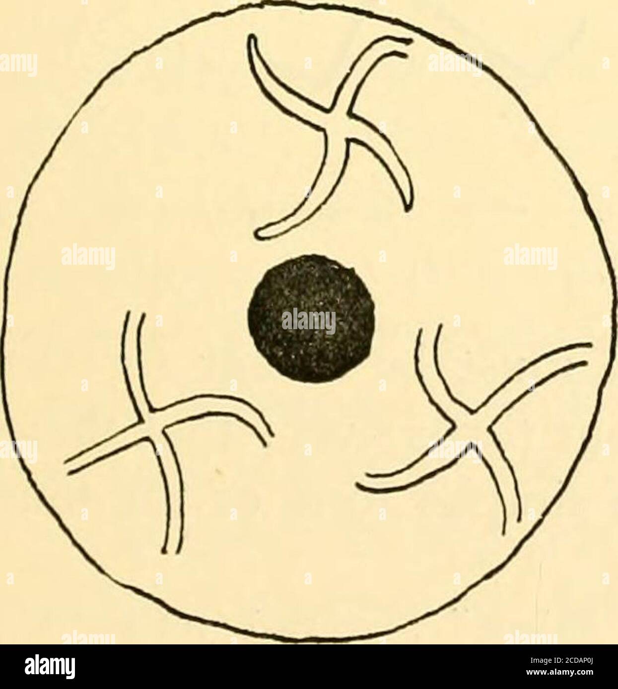 . The night of the gods; an inquiry into cosmic and cosmogonic ...