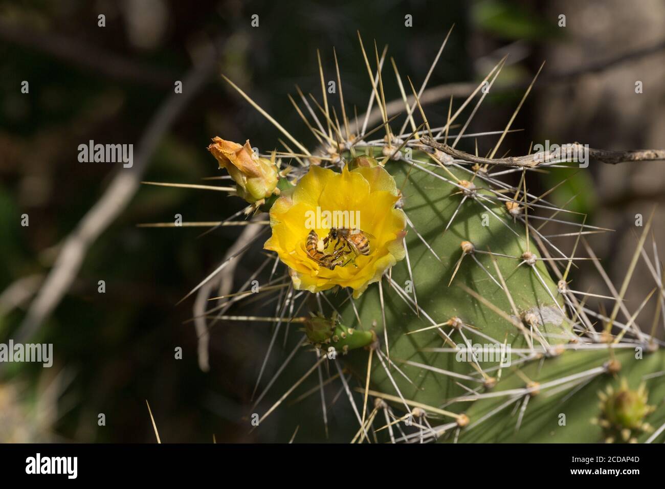 Two bees pollinating the yellow blossom of a prickly pear cactus, Genus ...
