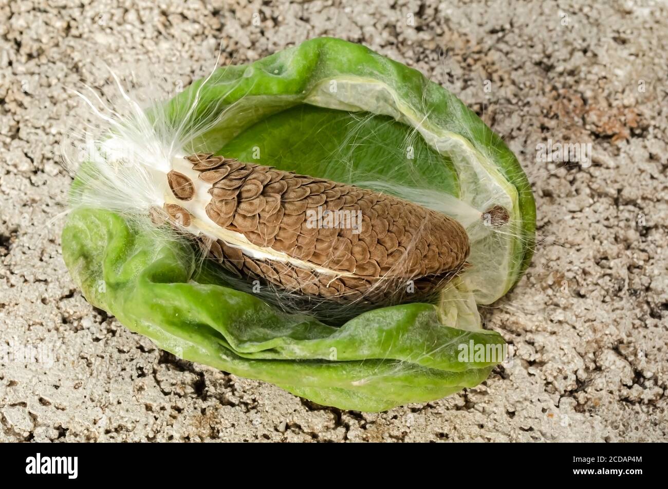 Open Follicle Of The Calopropis Procera (Sodom Apple, Dumb Cotton ...