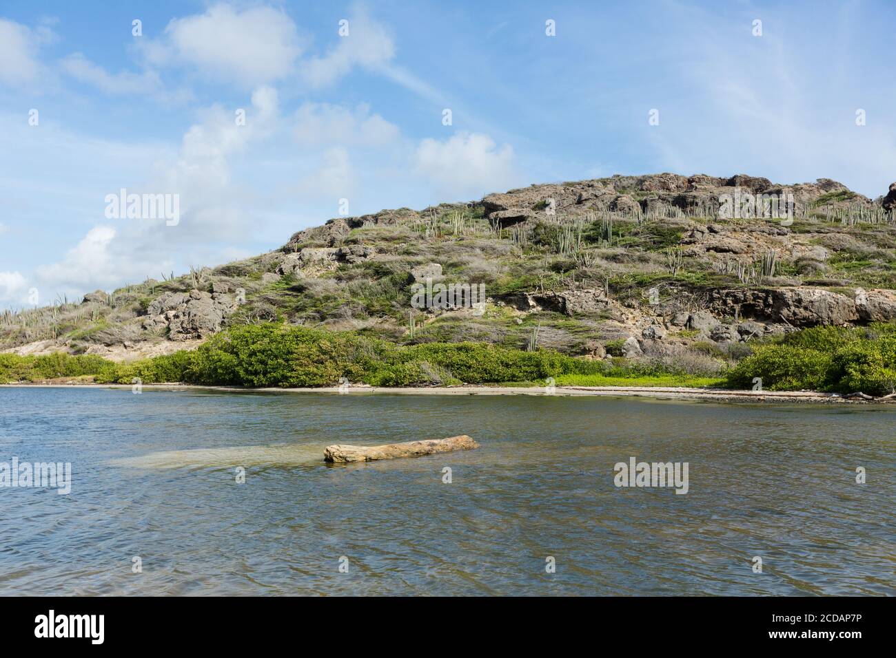 A forest of columnar Mexican Organ Pipe Cactus, Stenocereus griseus ...