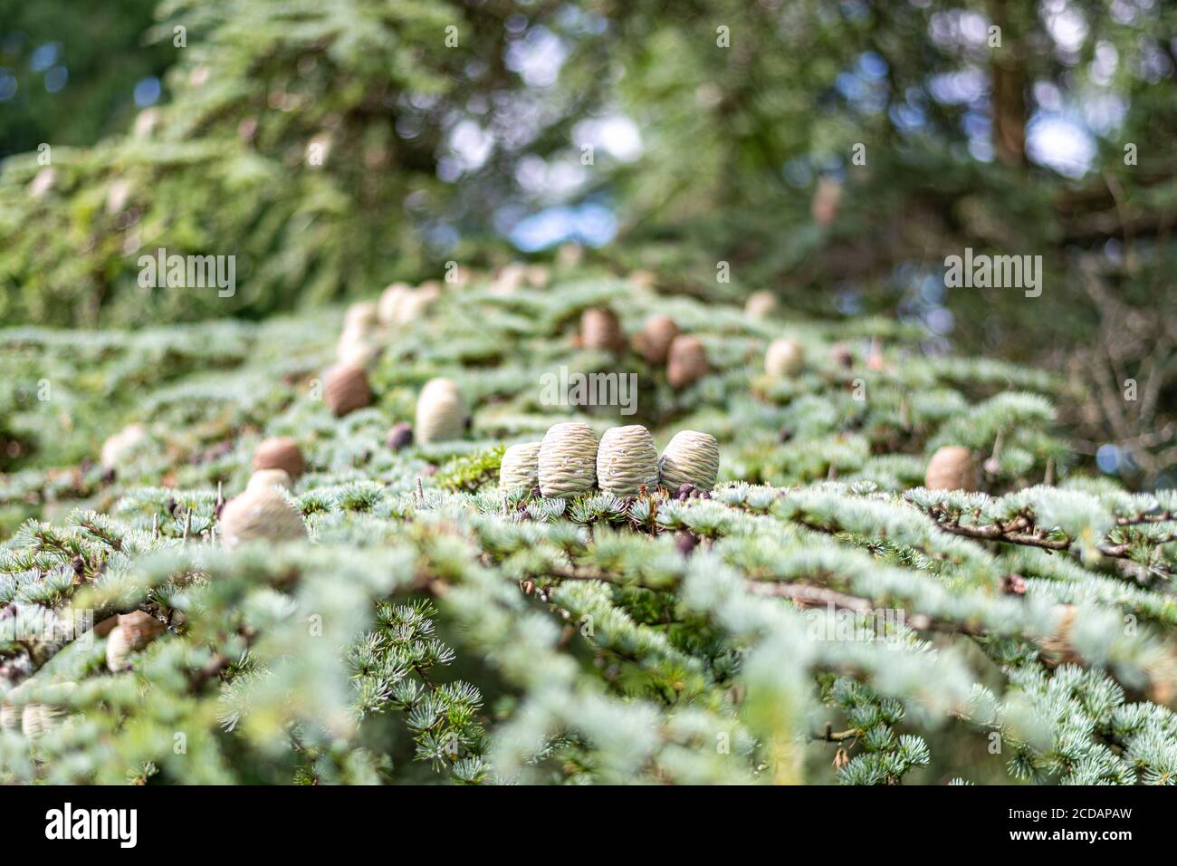 Close up of cones on an Atlas Cedar (cedrus atlantica) tree Stock Photo ...