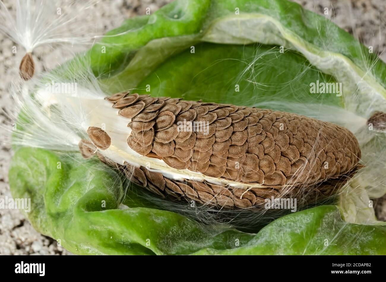 Open Follicle And Seeds Of The Calopropis Procera (Sodom Apple) Plant ...