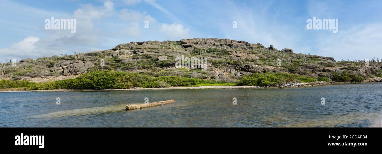 A forest of columnar Mexican Organ Pipe Cactus, Stenocereus griseus ...