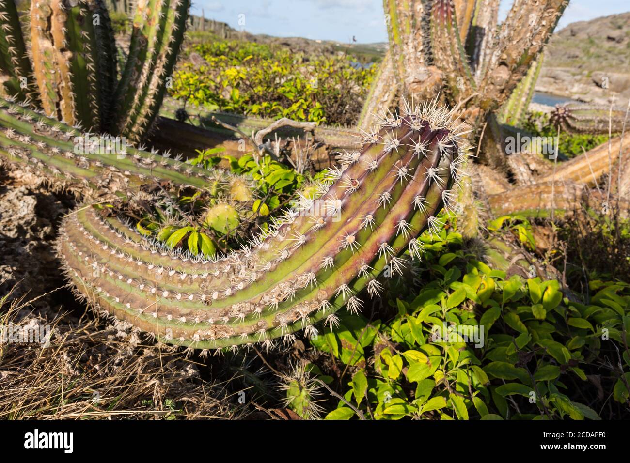One of the primary plants in the dry, xeric climate of Curacao is ...