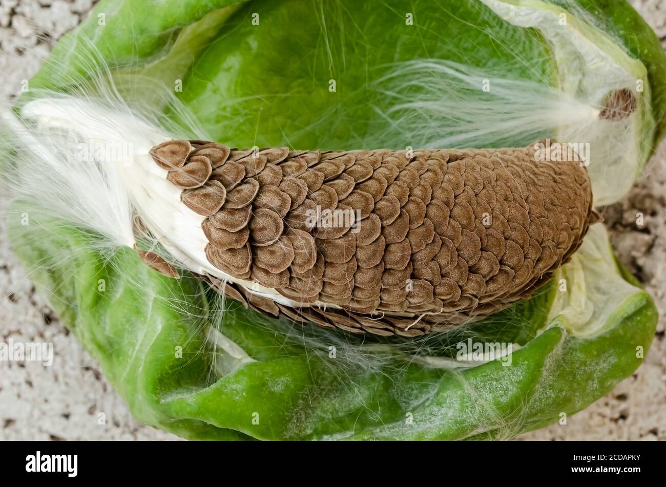 Layers Of Calopropis Procera's (Sodom Apple) Seeds With Tuft Of Silky ...