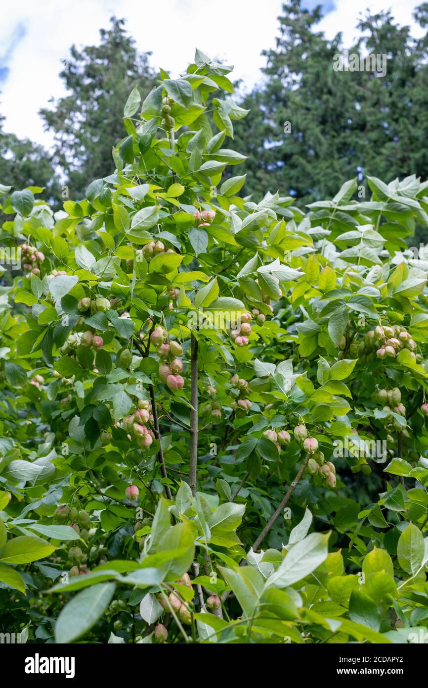 Bladder nut staphylea pinnata hi-res stock photography and images - Alamy