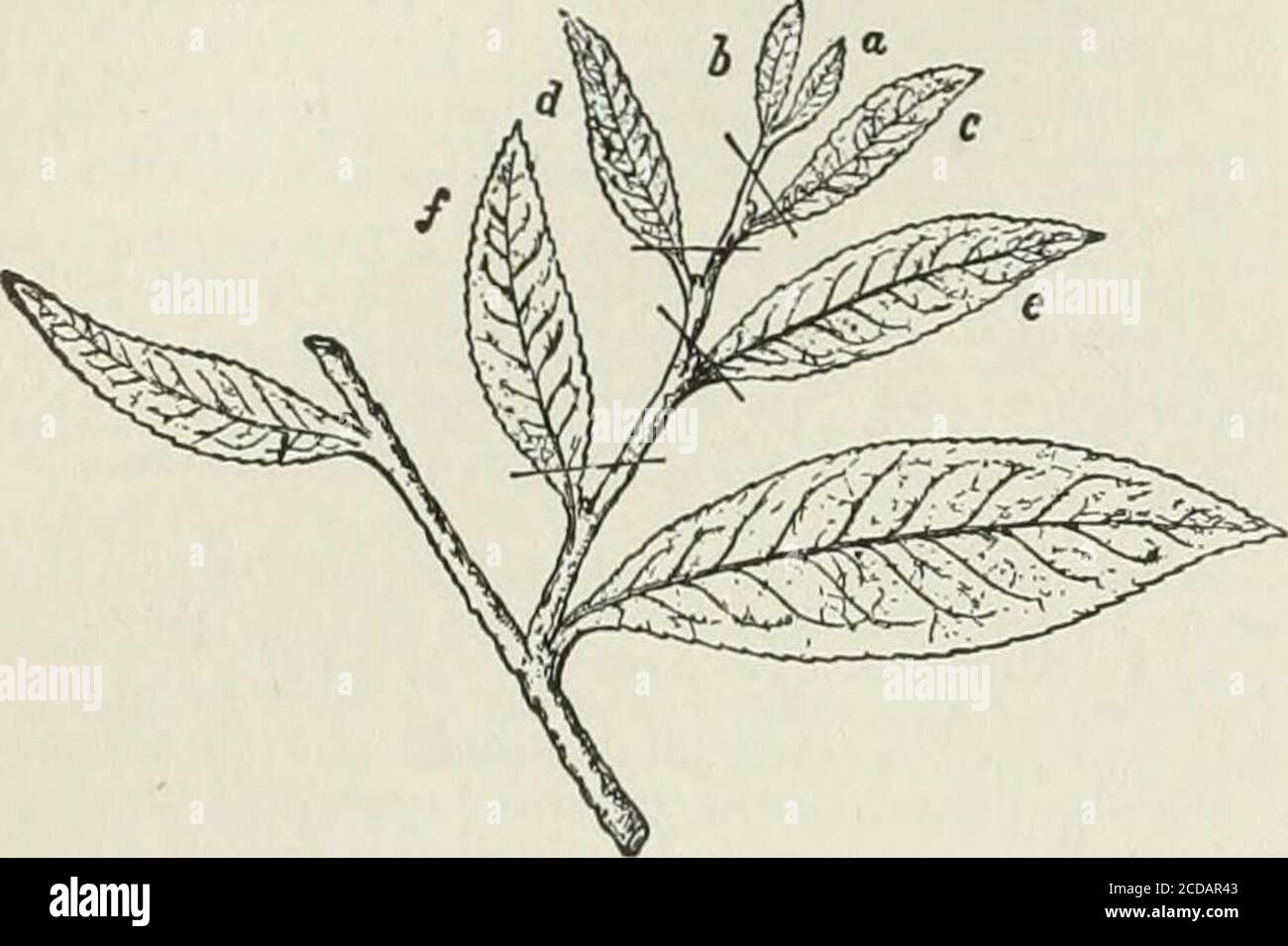 Tha 1500 hi-res stock photography and images - Alamy