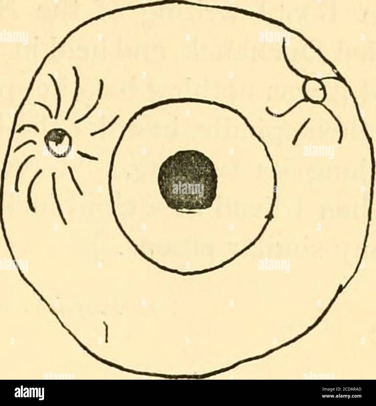 . The night of the gods; an inquiry into cosmic and cosmogonic ...