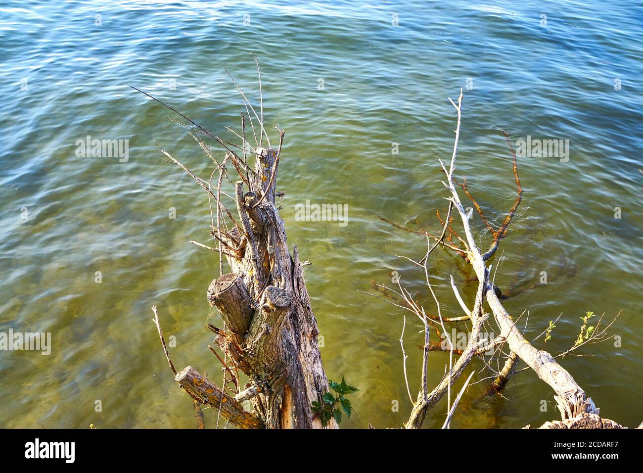 Tree branches hang over lake hi-res stock photography and images - Alamy