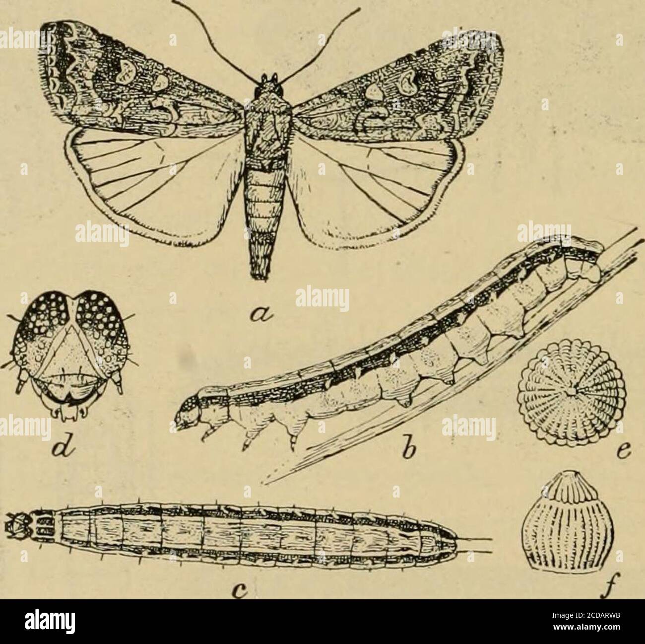 Twenty fifth generation hi-res stock photography and images - Alamy