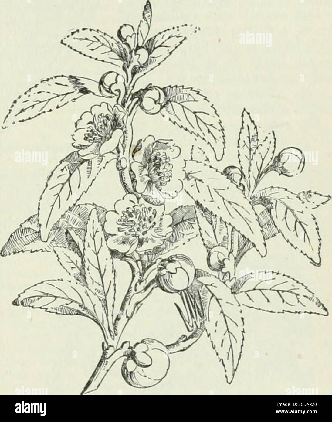 Tea plant thea sinensis hi-res stock photography and images - Alamy