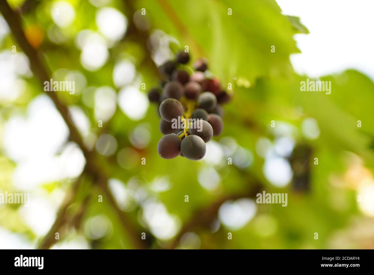 Grapes on branch hi-res stock photography and images - Alamy