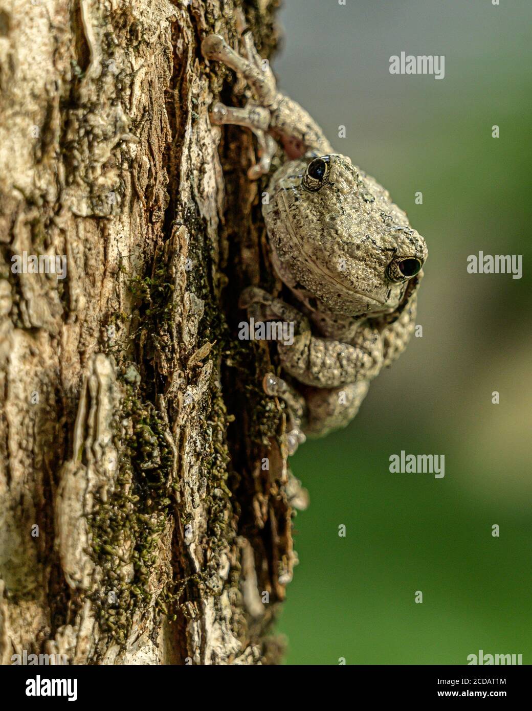 Northern usa tree frogs