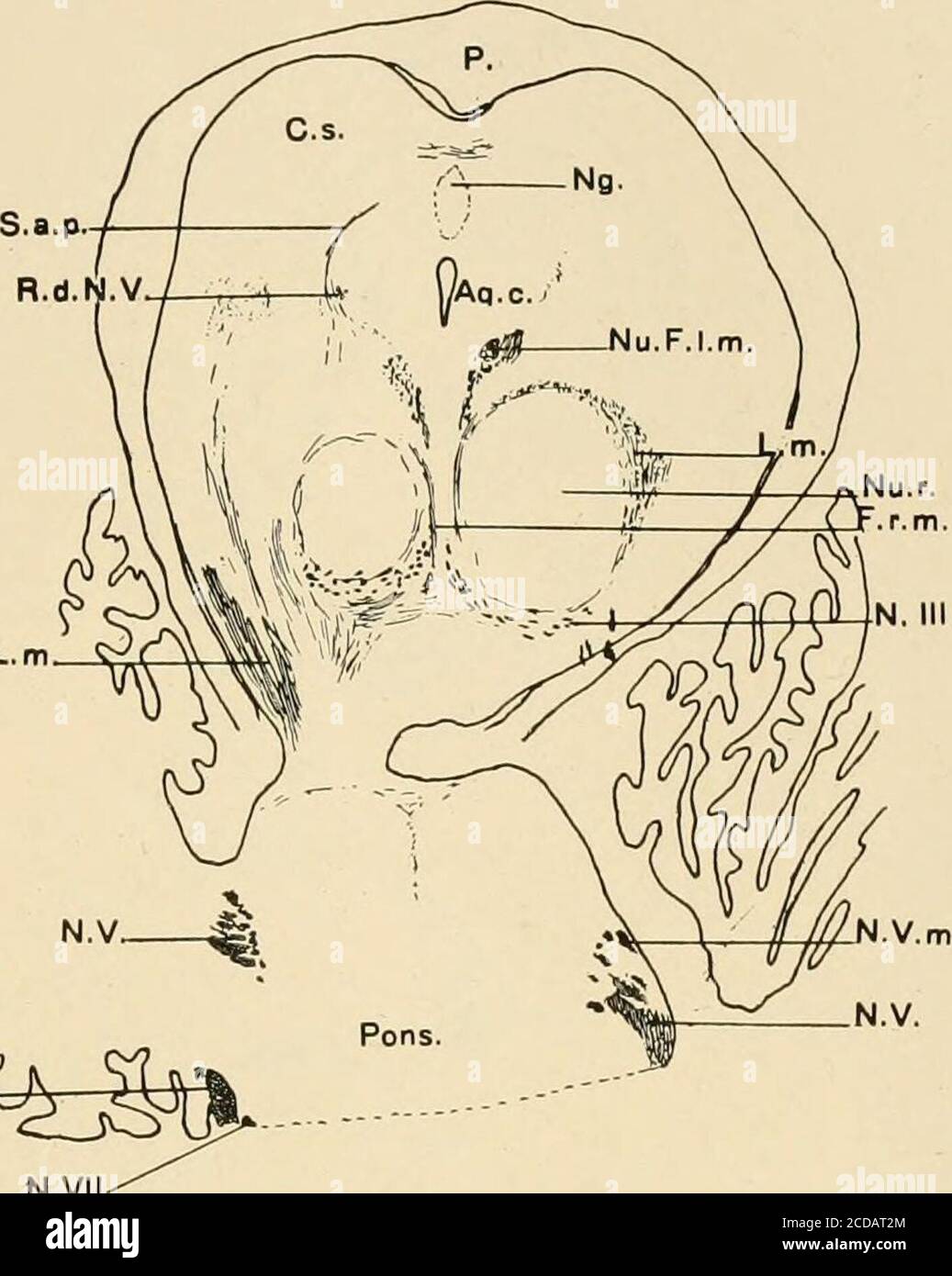 Cyclopia hi-res stock photography and images - Alamy
