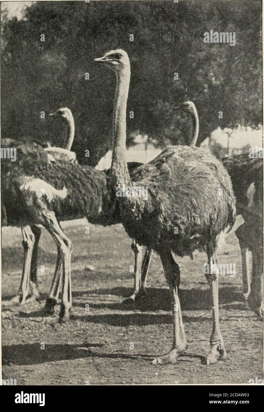 Golden eagle facts hi-res stock photography and images - Alamy