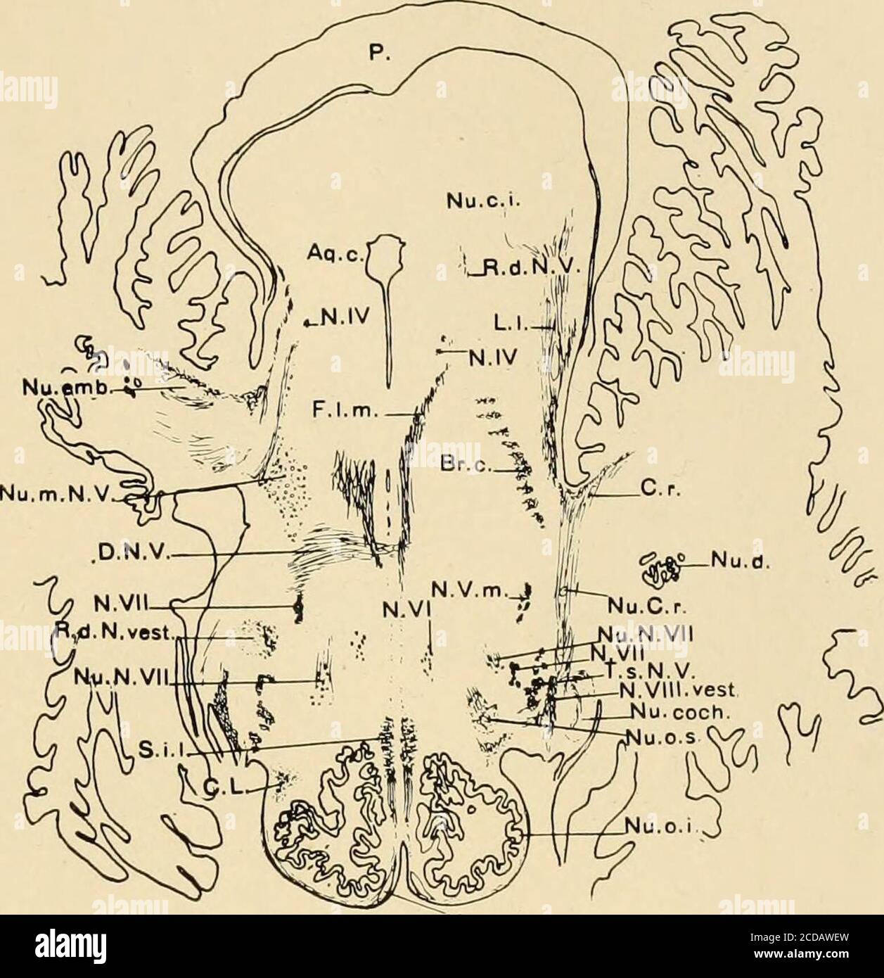 Cyclopia hi-res stock photography and images - Alamy