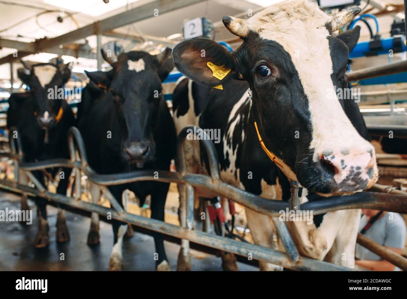 Cows on Farm. Cows eating hay in the stable Stock Photo - Alamy