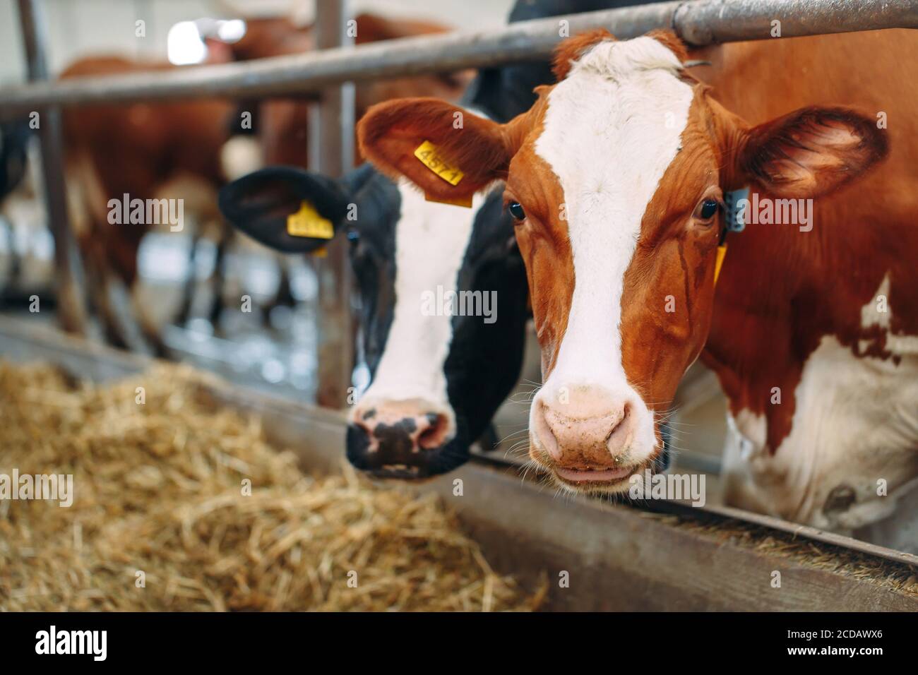 Cows on Farm. Cows eating hay in the stable Stock Photo - Alamy