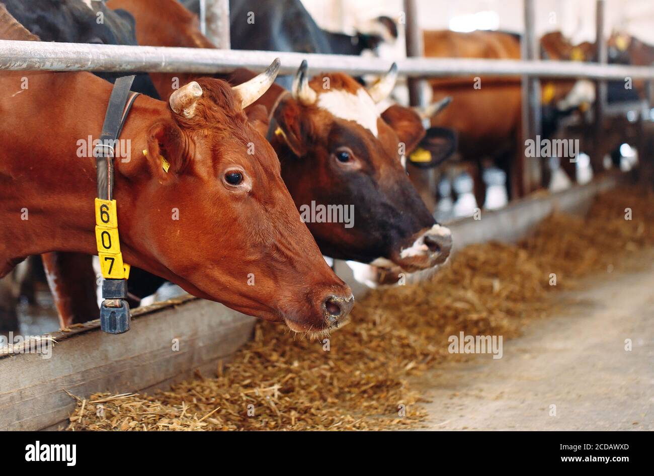 In cowshed many cows eat hi-res stock photography and images - Alamy