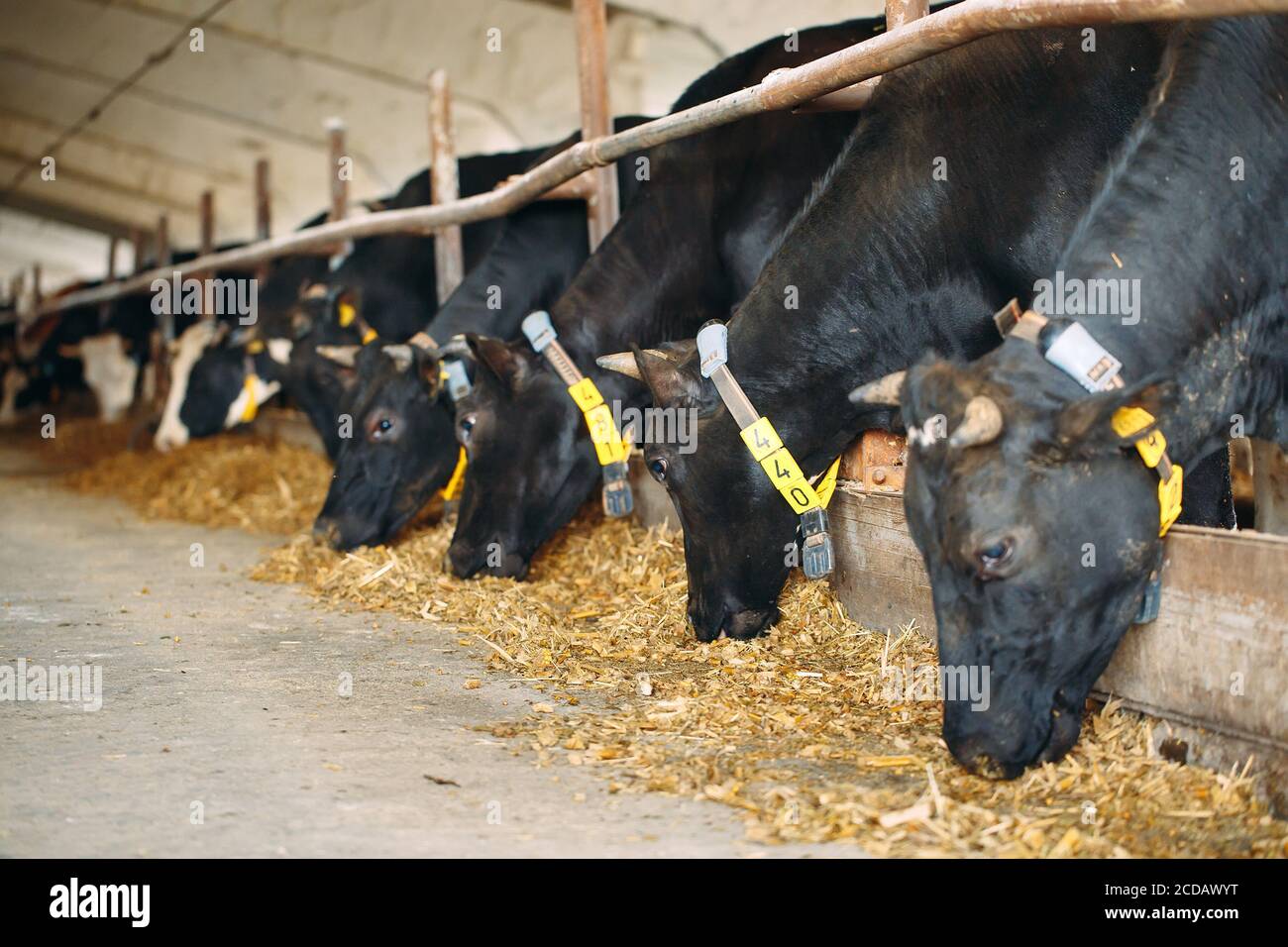 Cows on Farm. Cows eating hay in the stable Stock Photo - Alamy