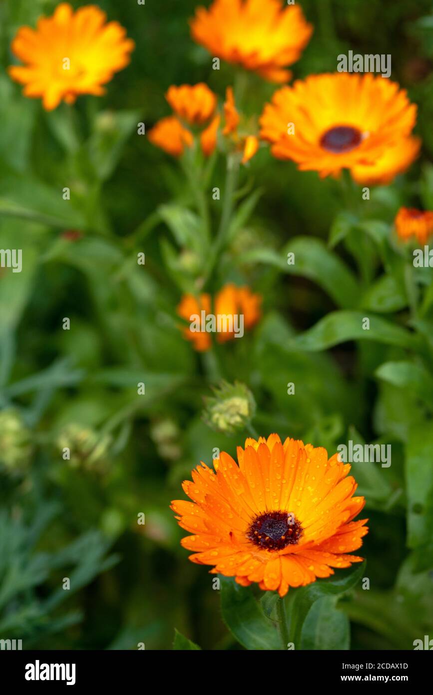 Calendula officinalis field hi-res stock photography and images - Alamy