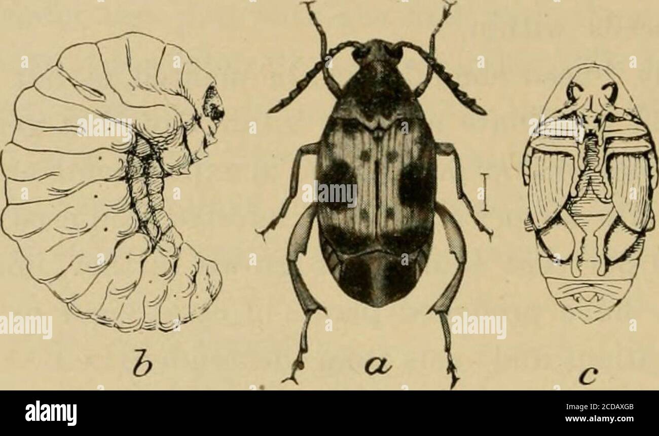 . Insect pests of farm, garden and orchard . Bruclius chinensi.s L!nn ...