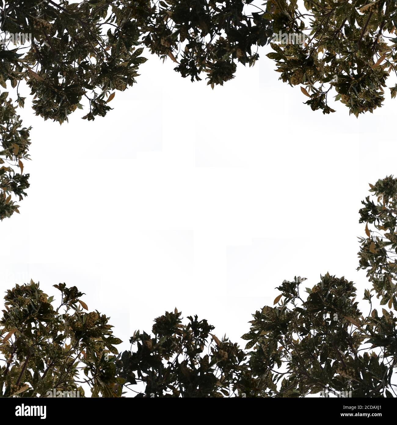 isolated composition of plant leaf cut out at the upside and downside ...