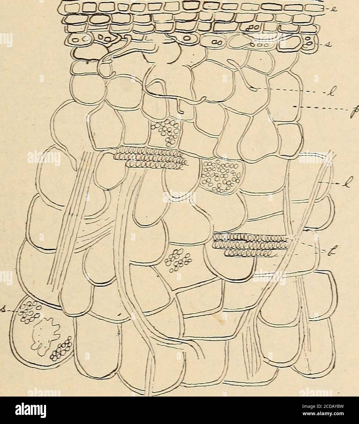Lignified walls hi-res stock photography and images - Alamy