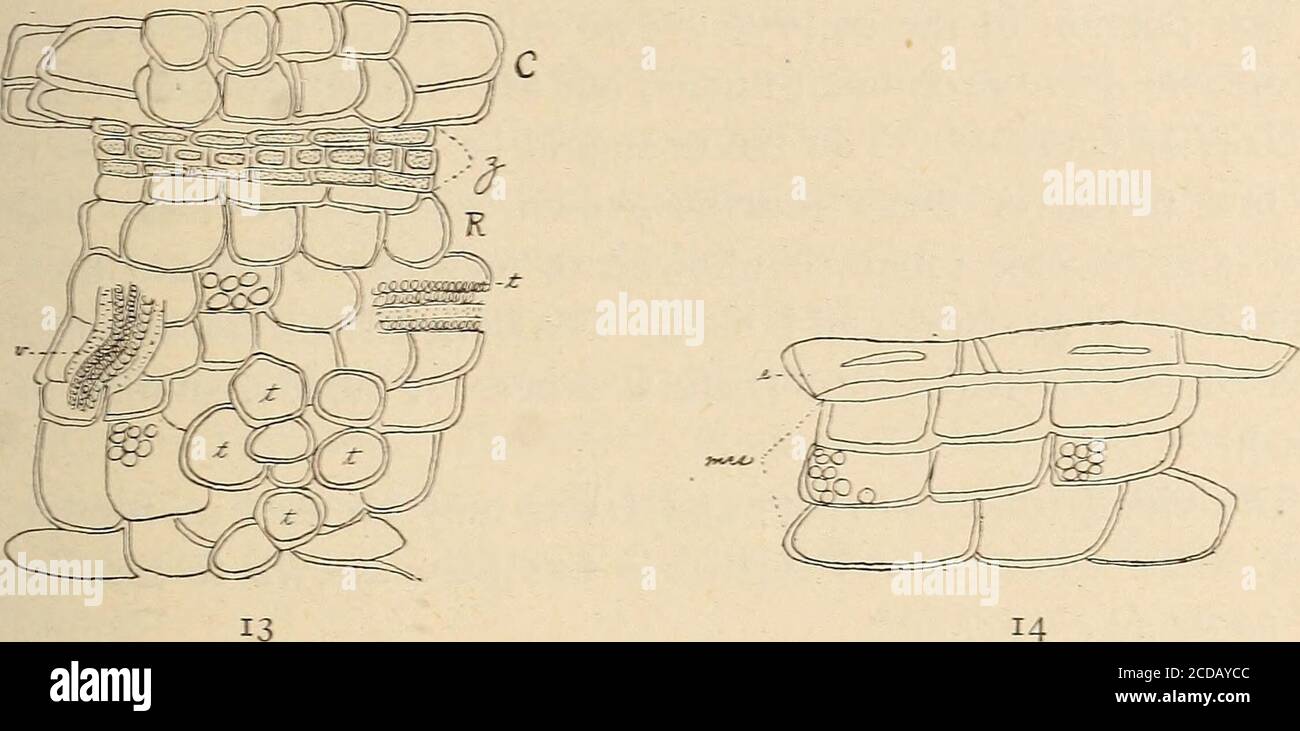 . American journal of pharmacy . g cells (;.).• andcrystals (c) within ...