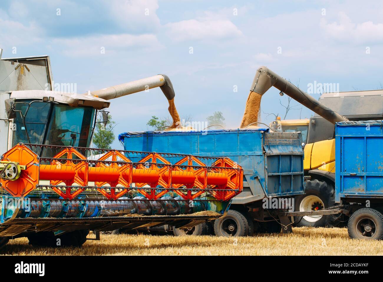 Combine harvester harvests ripe wheat. Agriculture. Wheat fields Stock ...
