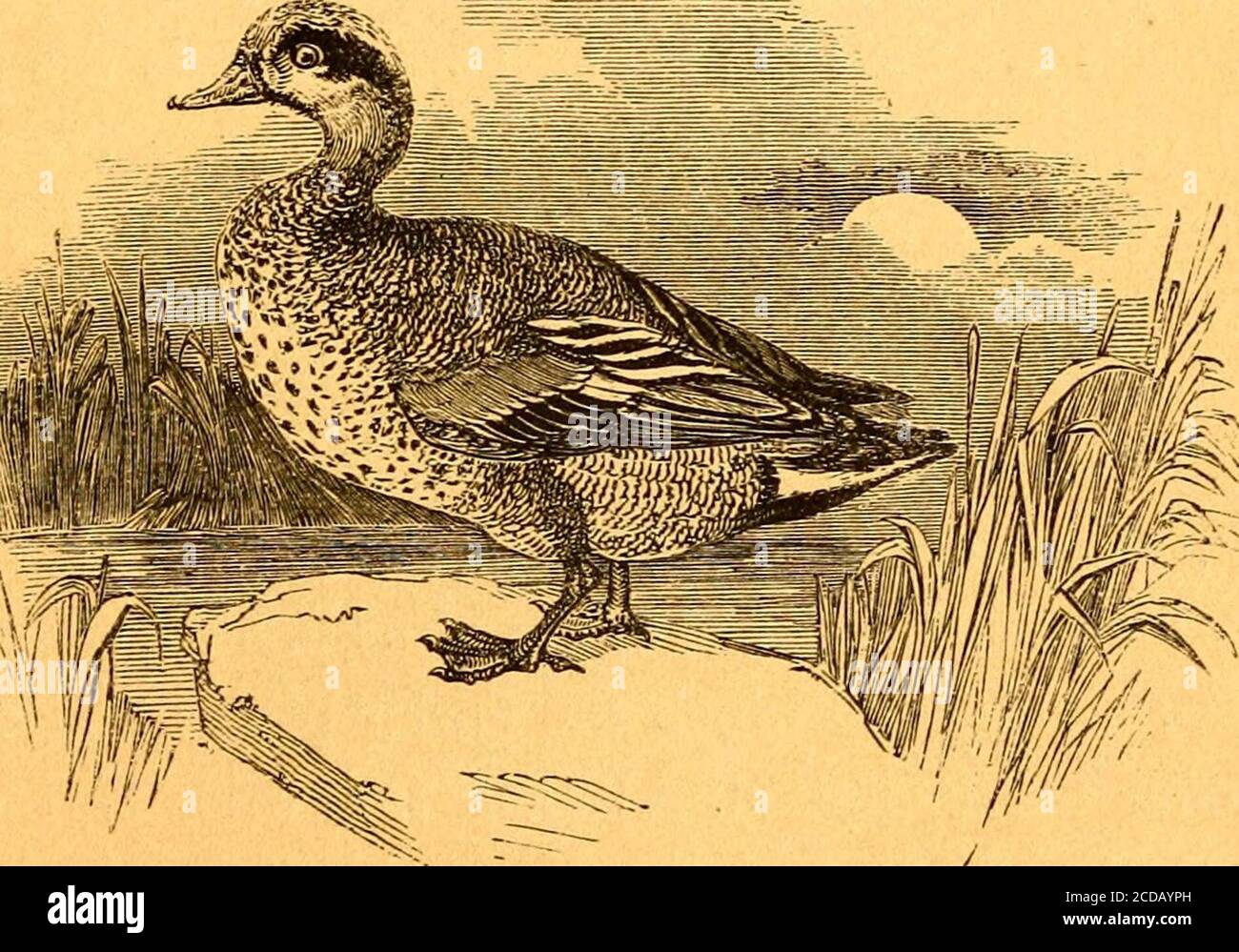 Ducking dog hi-res stock photography and images - Alamy