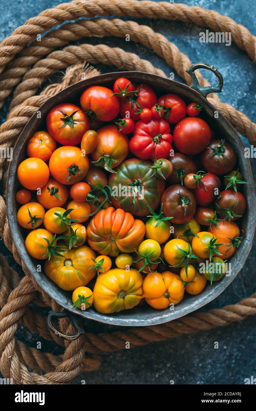 tomatoes of different colors are displayed as a gradient on a dark ...
