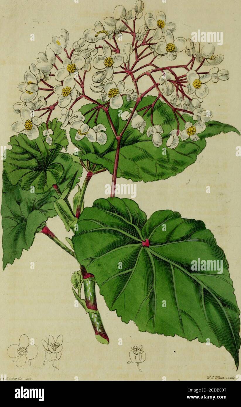 . The Botanical register consisting of coloured figures of . abel ...