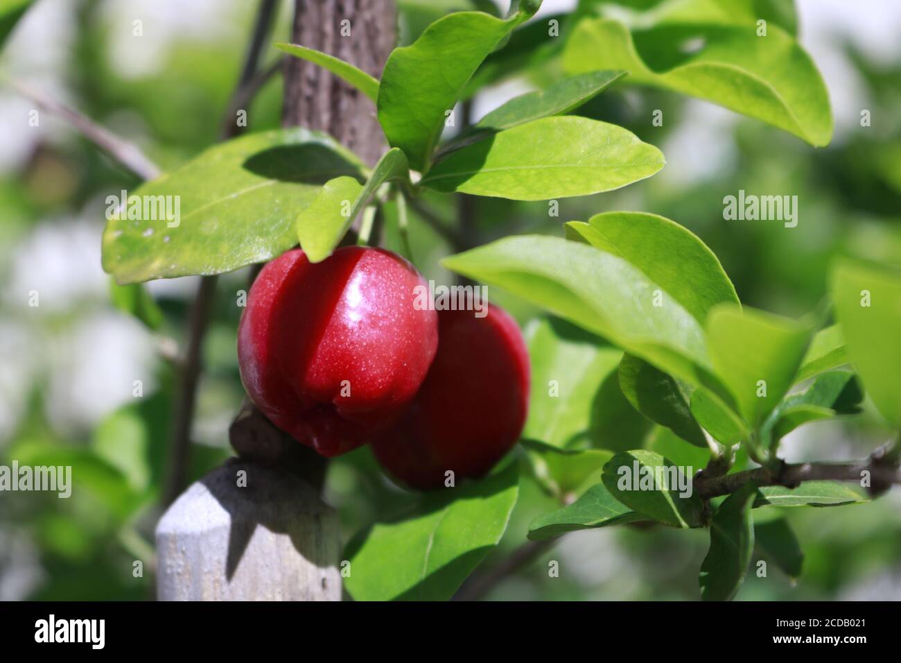 Typical Brazilian fruit Acerika in a garden Stock Photo - Alamy