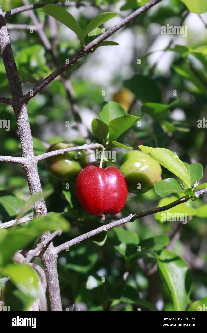 Typical Brazilian fruit Acerika in a garden Stock Photo - Alamy