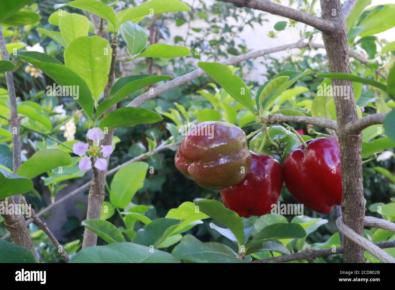 Typical Brazilian fruit Acerika in a garden Stock Photo - Alamy