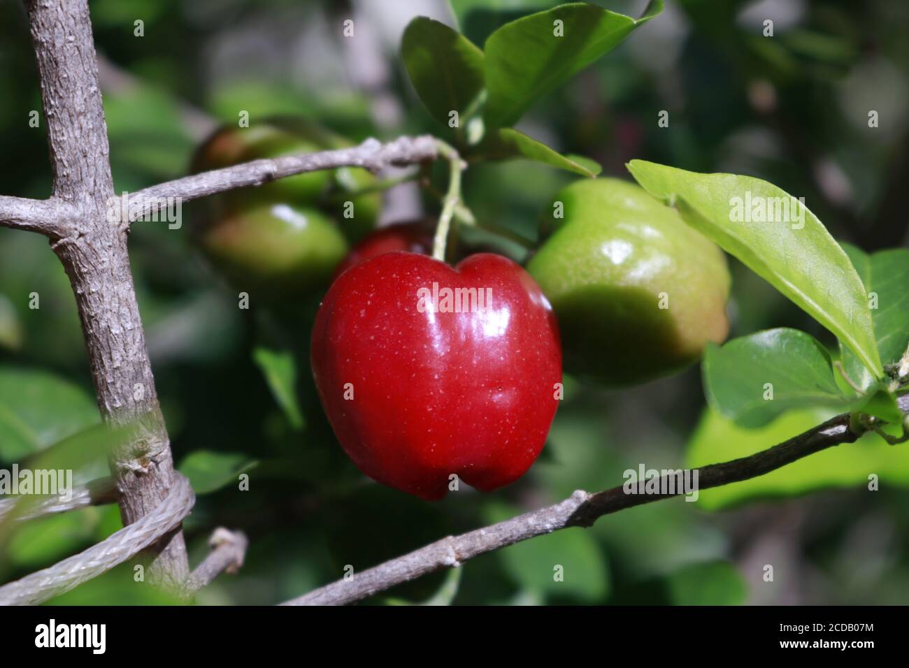 Typical Brazilian fruit Acerika in a garden Stock Photo - Alamy