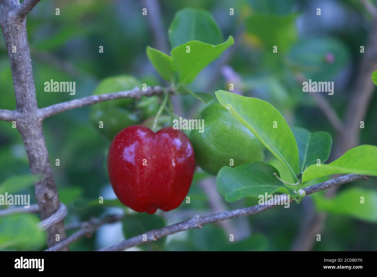 Typical Brazilian fruit Acerika in a garden Stock Photo - Alamy