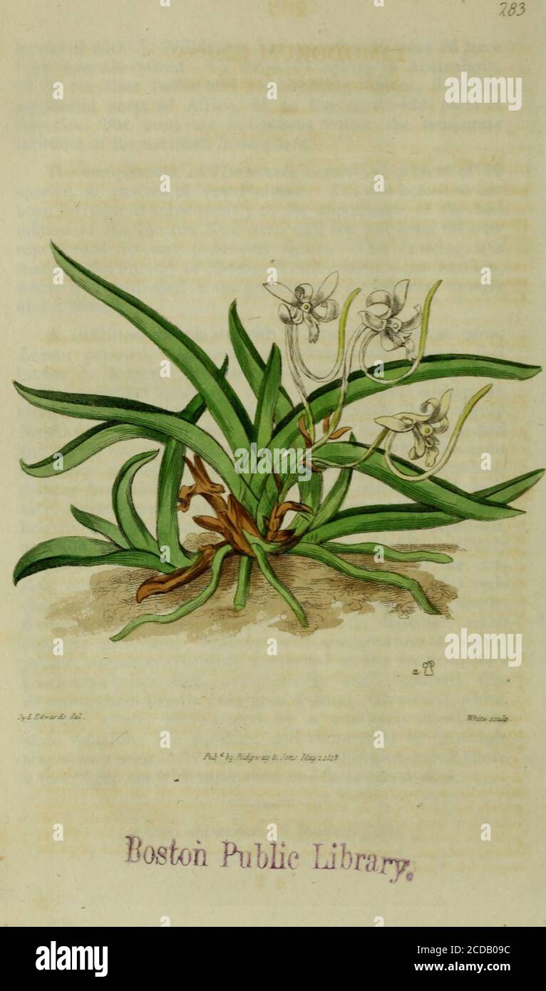 Hispid rose hi-res stock photography and images - Alamy