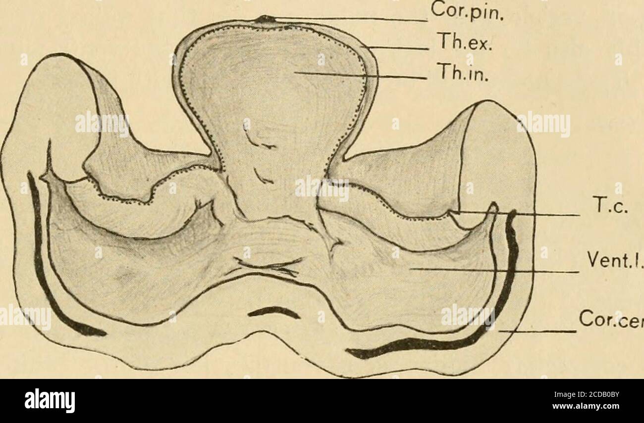 Cyclopia hi-res stock photography and images - Alamy