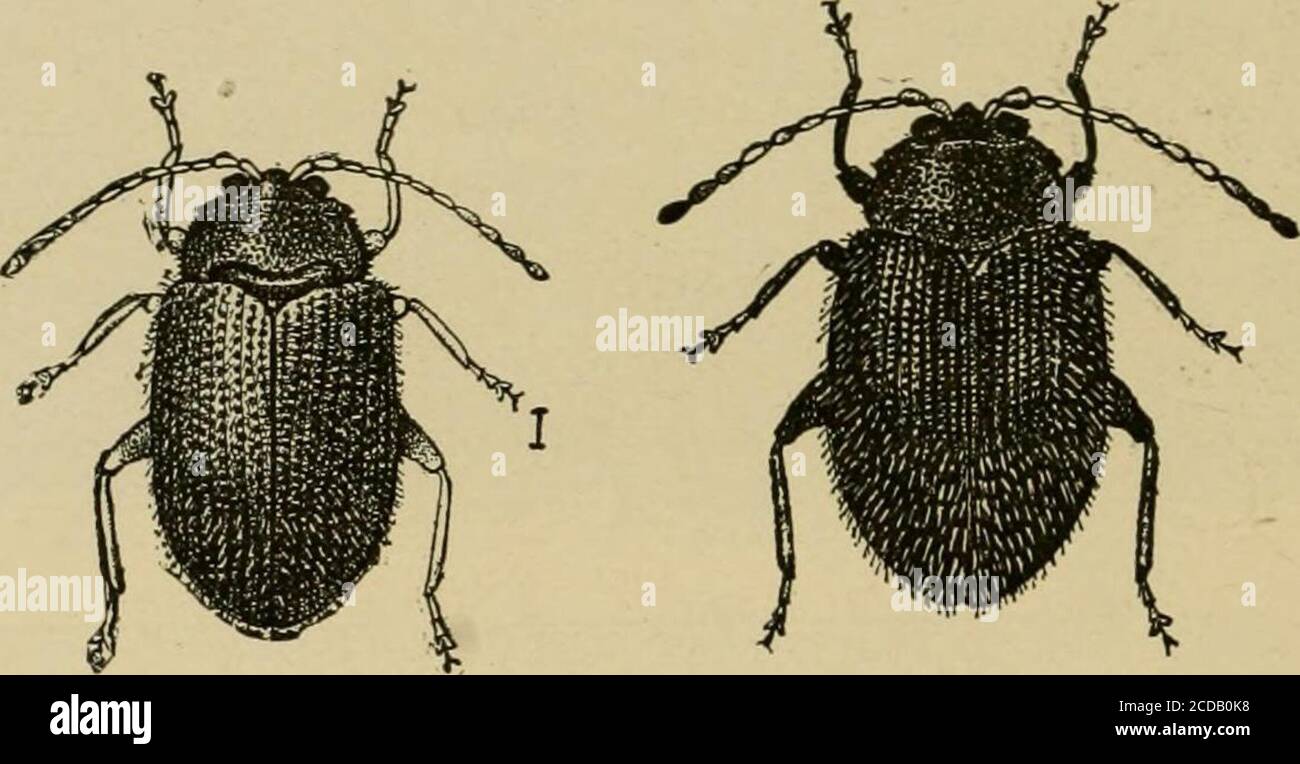 Littleinsects hi-res stock photography and images - Alamy