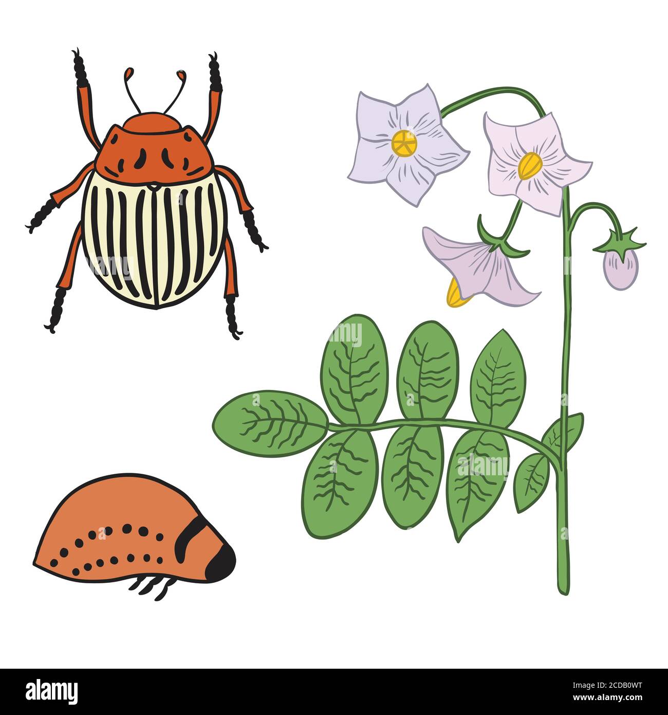 Larvae beetle Stock Vector Images - Alamy