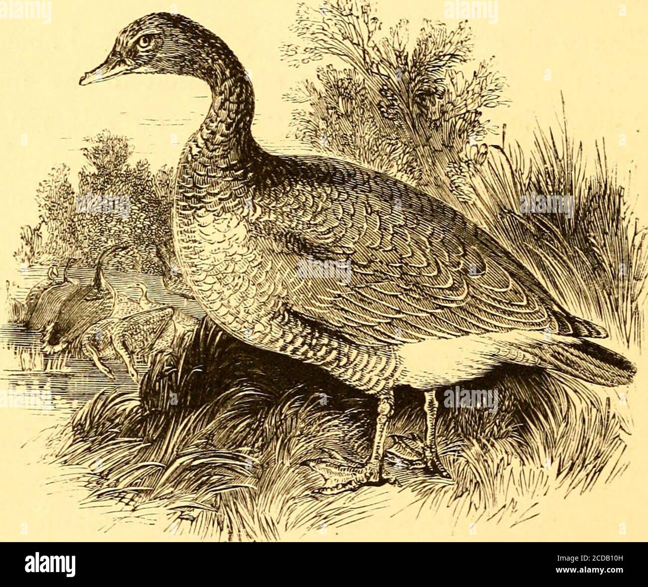 Wholesale poulterer hi-res stock photography and images - Alamy