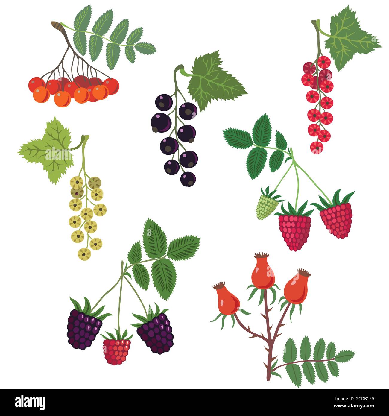 Fruits forest berries Stock Vector Images - Alamy