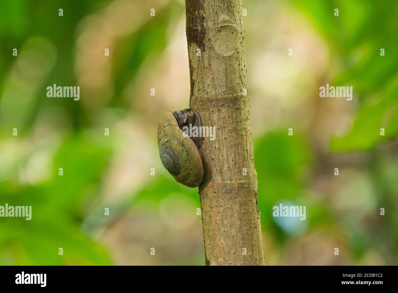 The Puerto Rican Tree Snail, Caracolus caracolla, is a large, arboreal ...