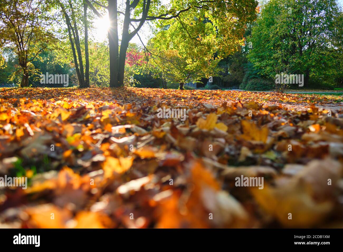 Golden autumn fall October in famous Munich relax place - Englishgarten ...