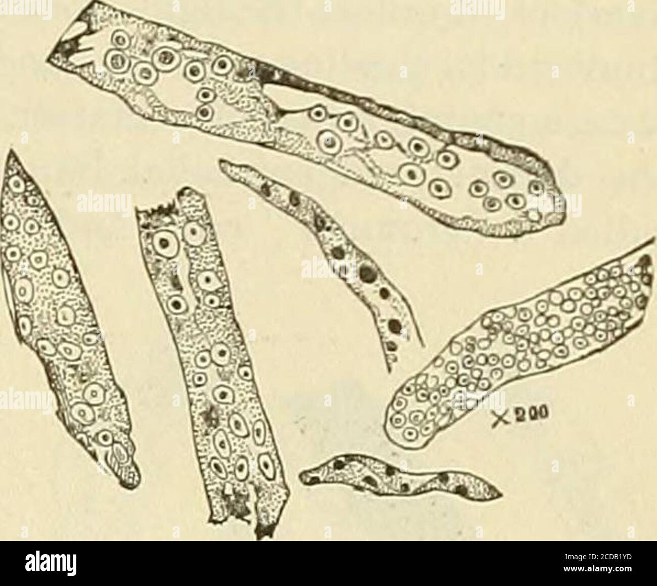 . The practice of medicine; a text-book for practitioners and students ...