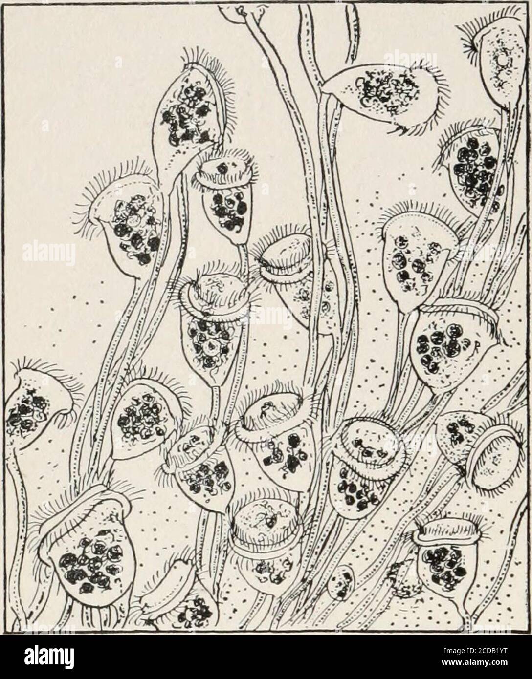 Carchesium hi-res stock photography and images - Alamy